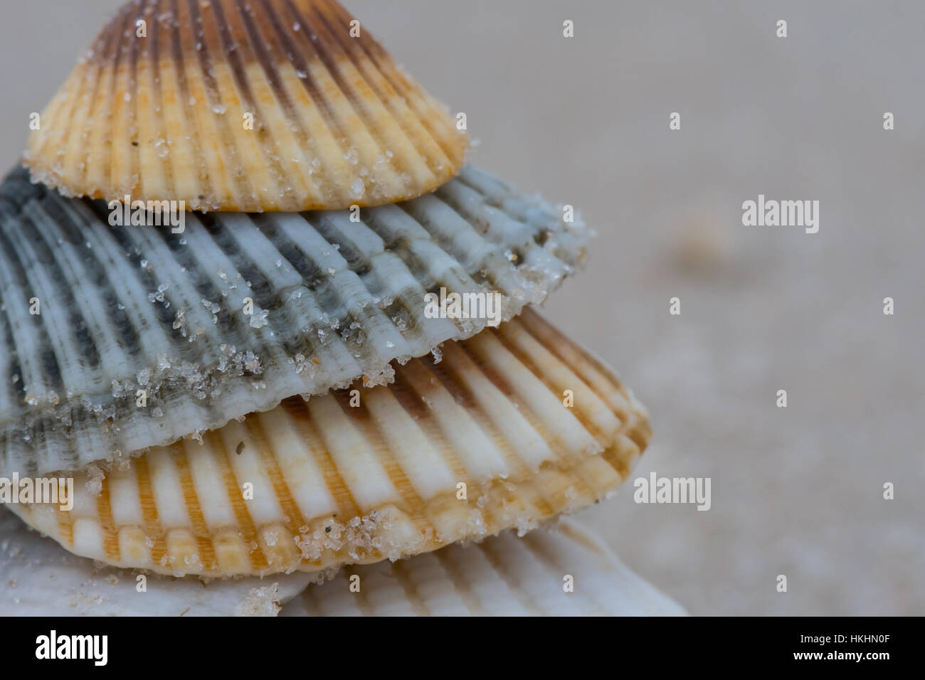 Stack of Shells Close Up Left with copy space Stock Photo - Alamy
