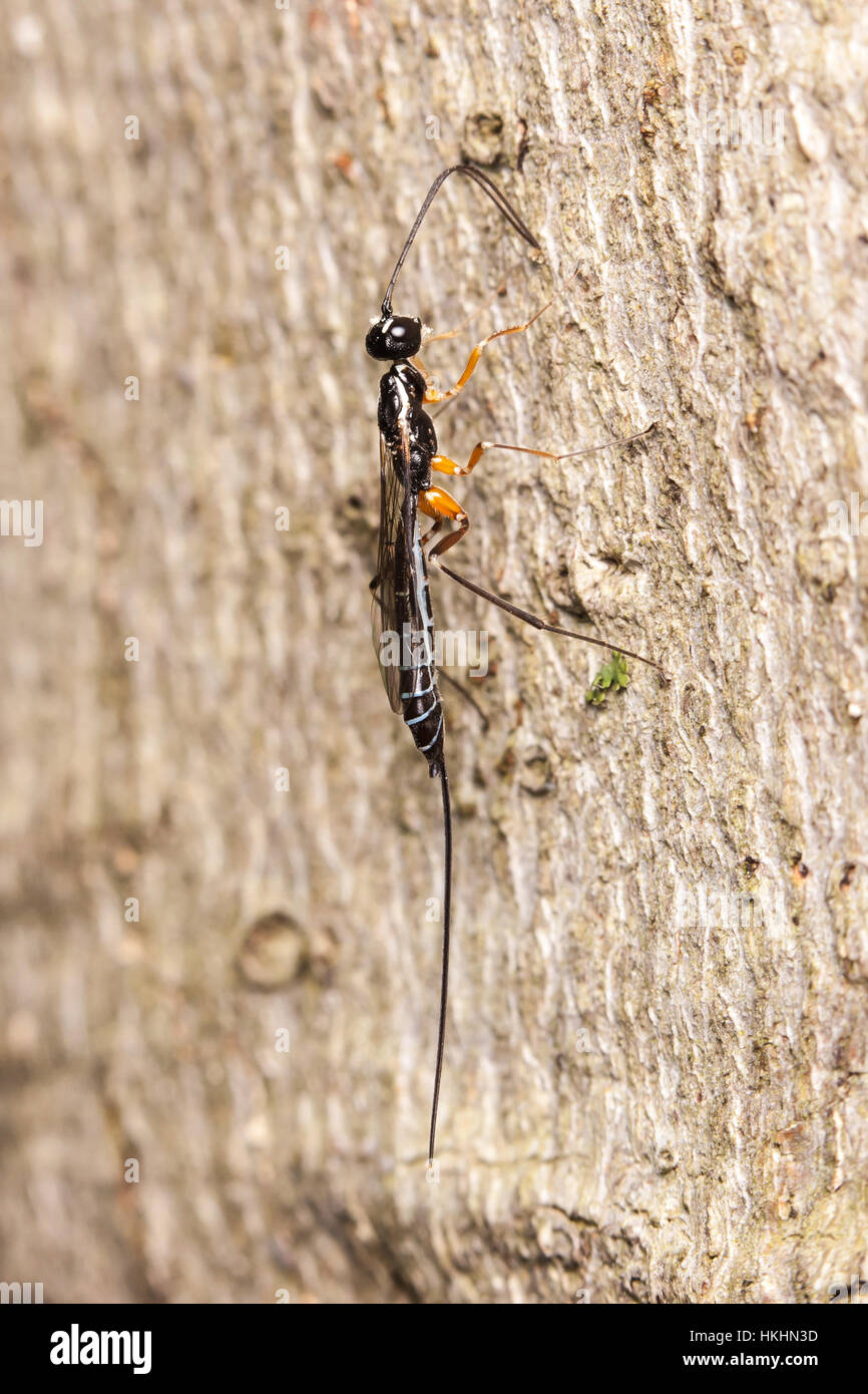 Podoschistus vittifrons hi-res stock photography and images - Alamy