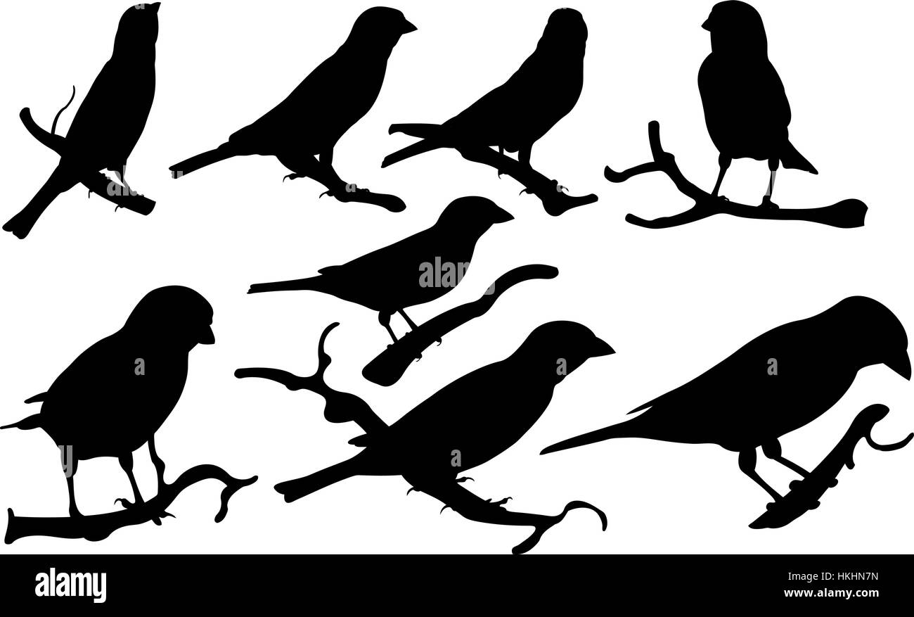 Set of sparrows on branches isolated Stock Vector Image & Art - Alamy