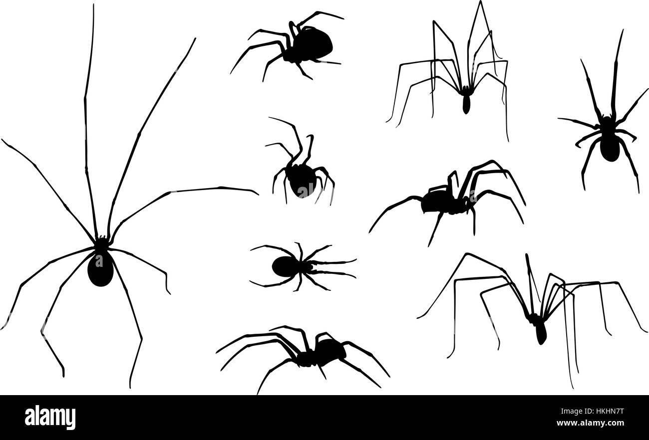 set of spiders isolated on white Stock Vector Image & Art - Alamy
