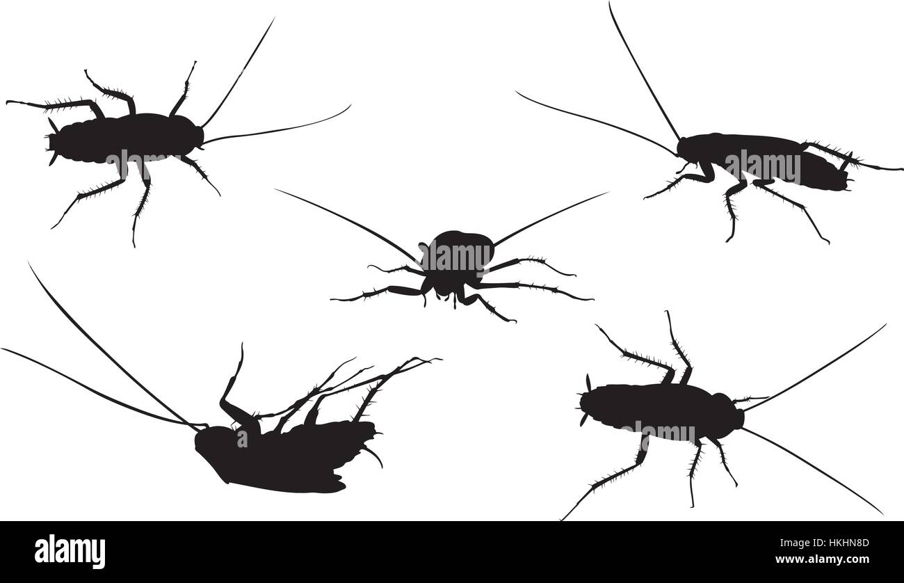 Cockroaches infestation hi-res stock photography and images - Alamy