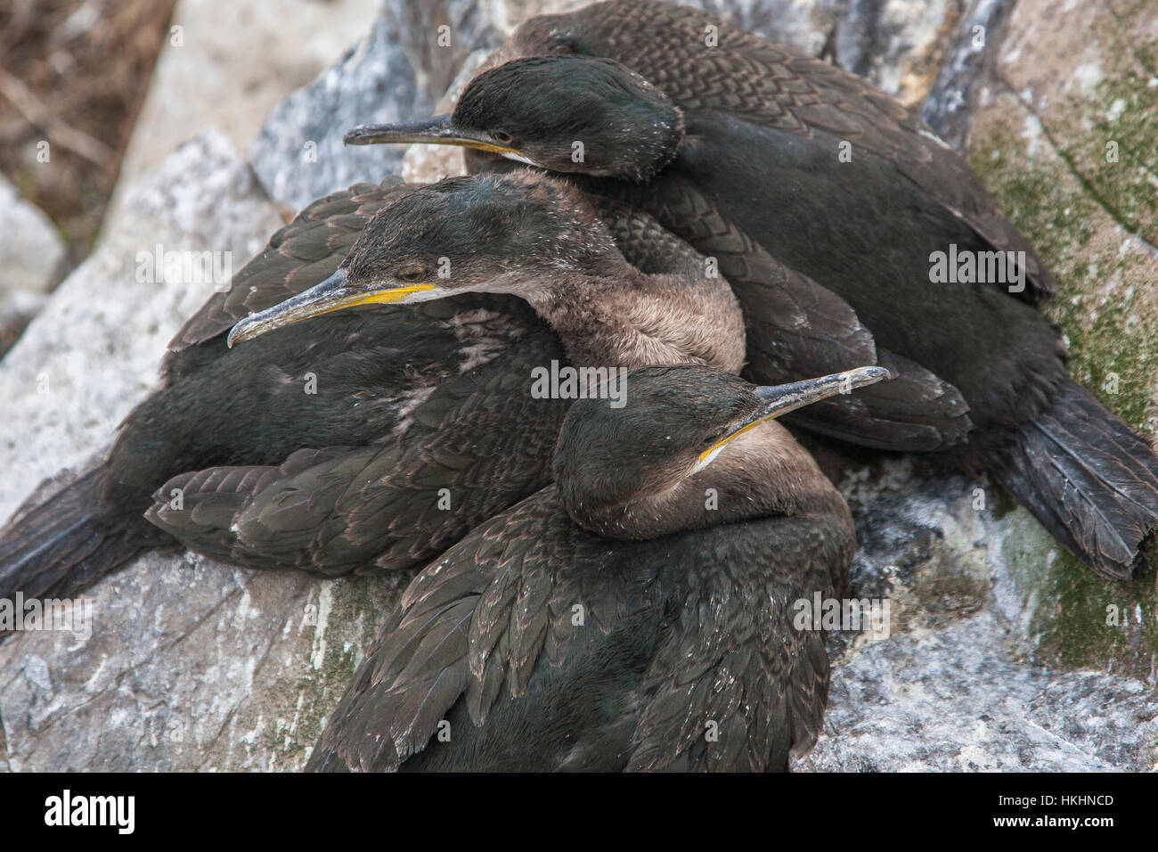 Shags with young hi-res stock photography and images - Alamy