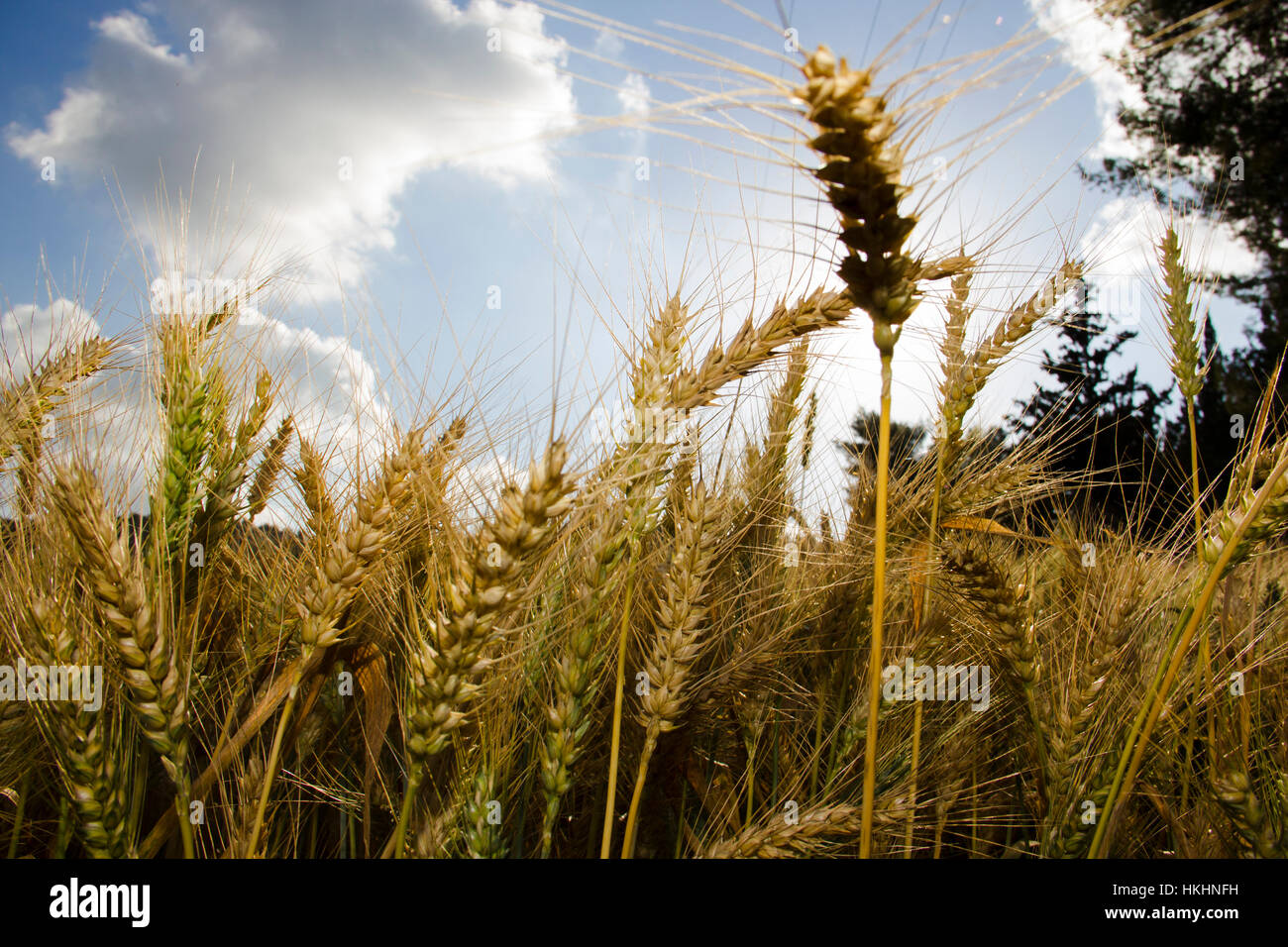 Wheat field afternoon in Israel Stock Photo - Alamy