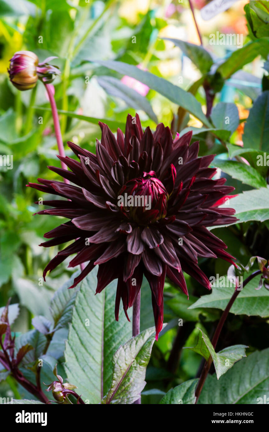 Blackjack plant hi-res stock photography and images - Alamy