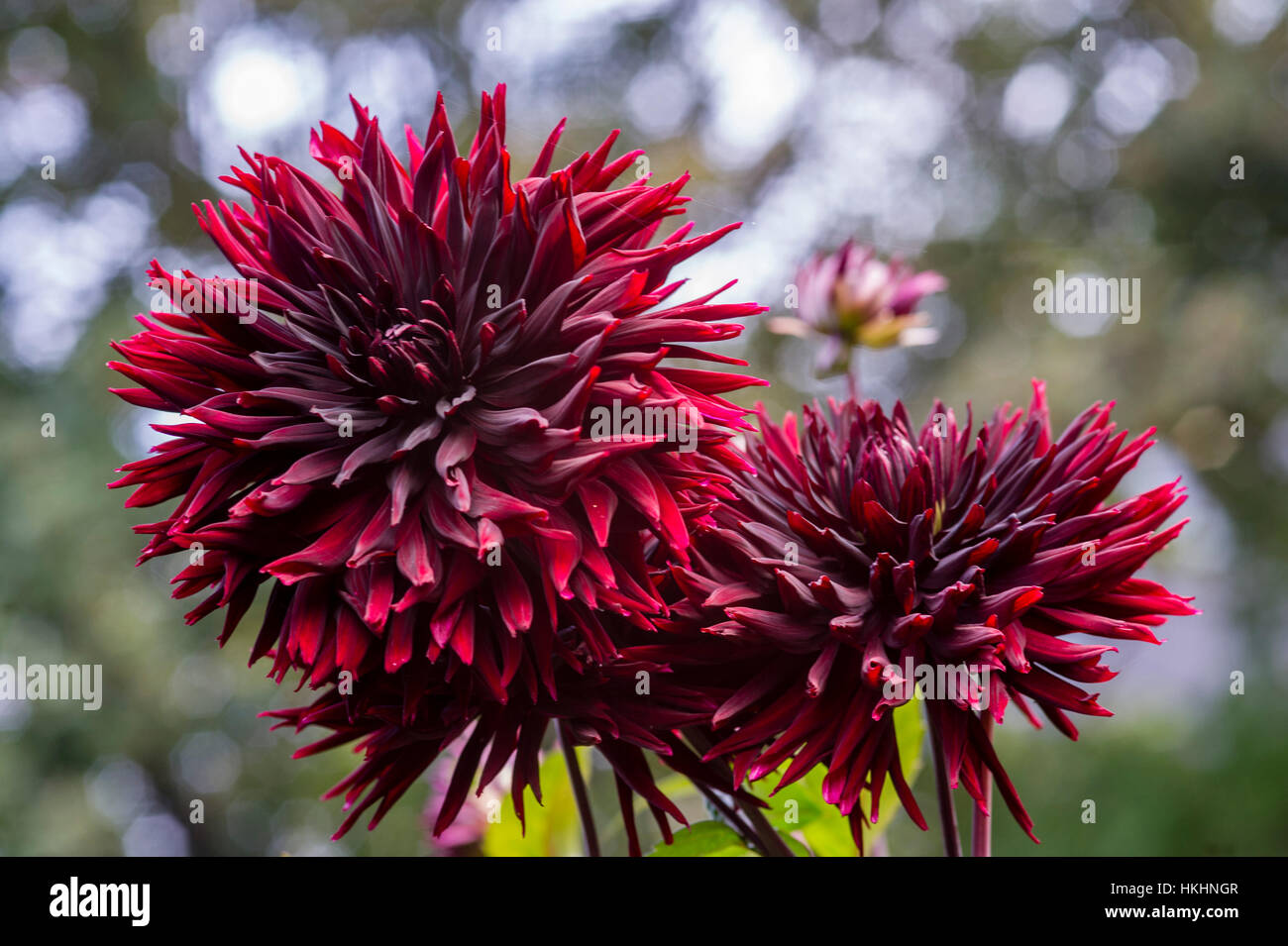 Blackjack plant High Resolution Stock Photography and Images - Alamy