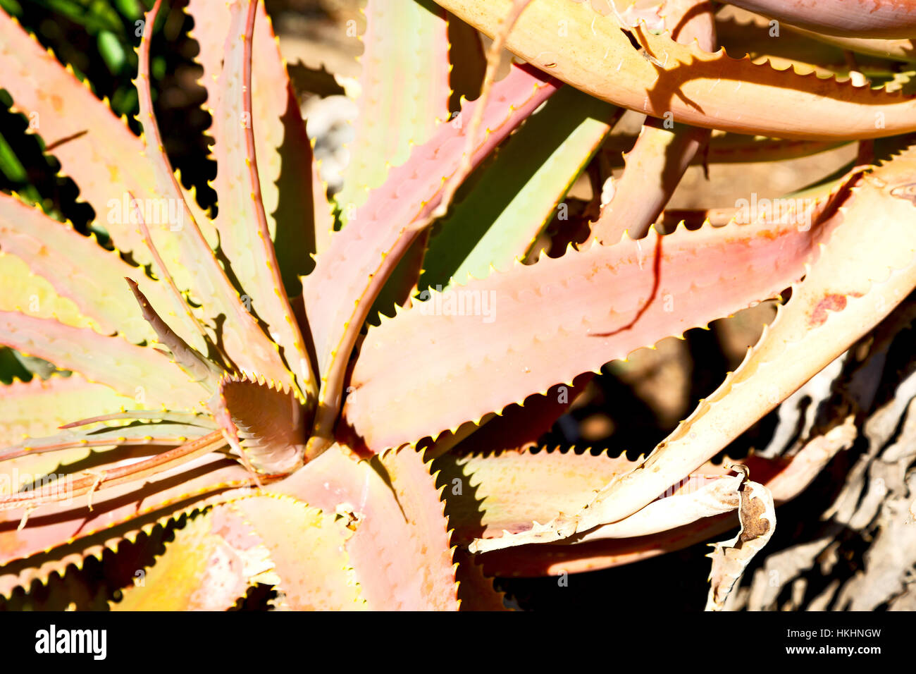 blur in south africa abstract leaf of cactus plant and light Stock ...