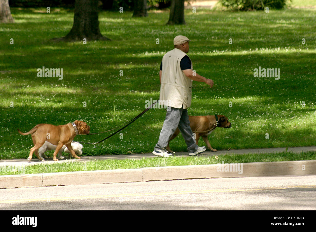 Man with three dogs hi-res stock photography and images - Alamy