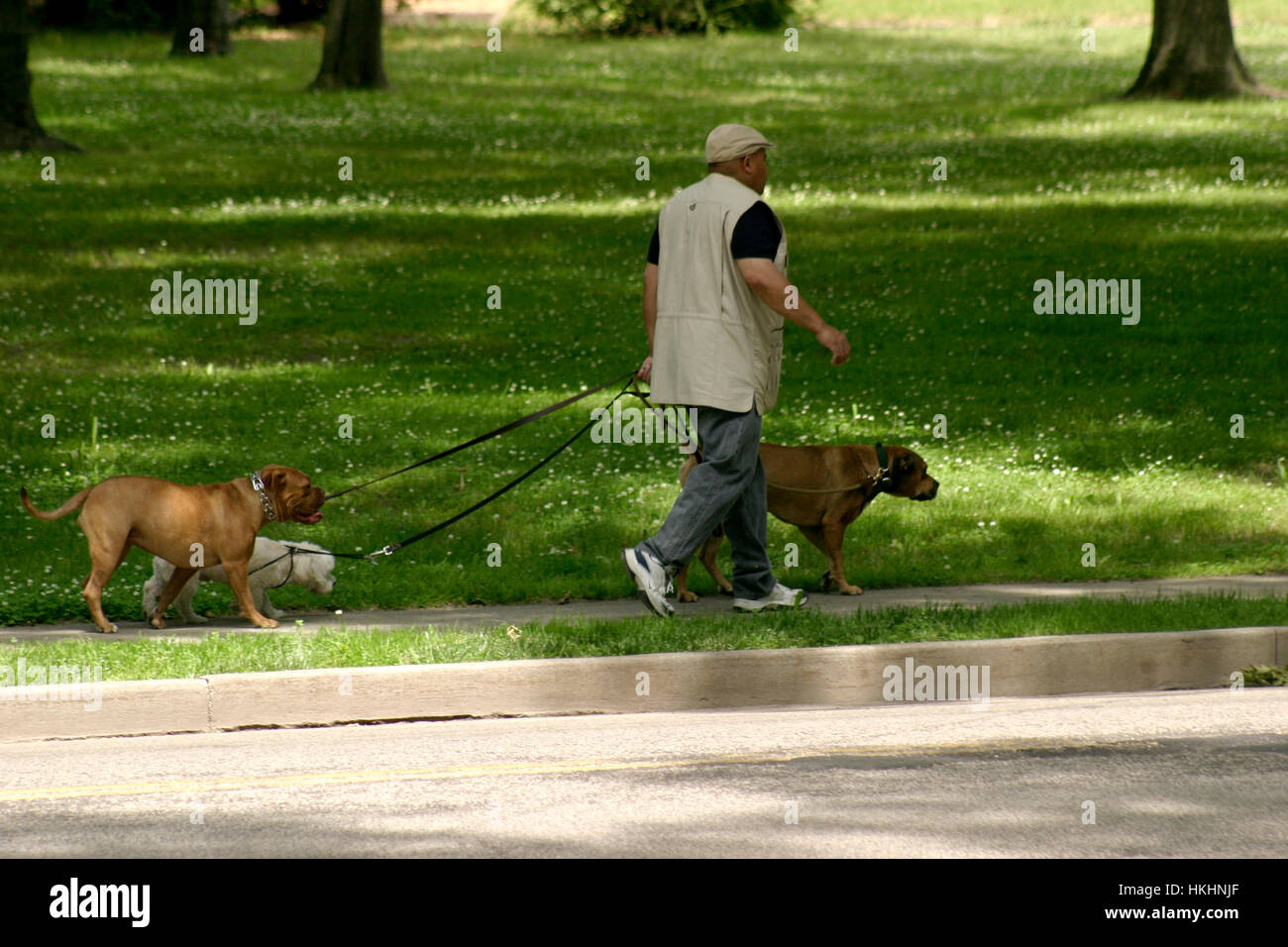 Man walking three dogs on leash on sidewalk Stock Photo - Alamy
