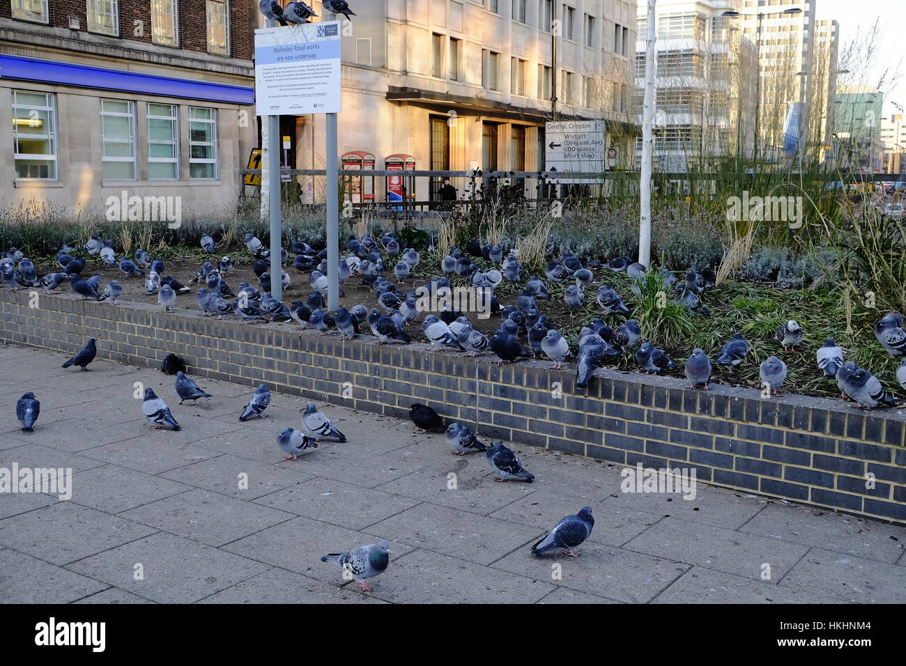 Pigeons outdoors hi-res stock photography and images - Alamy