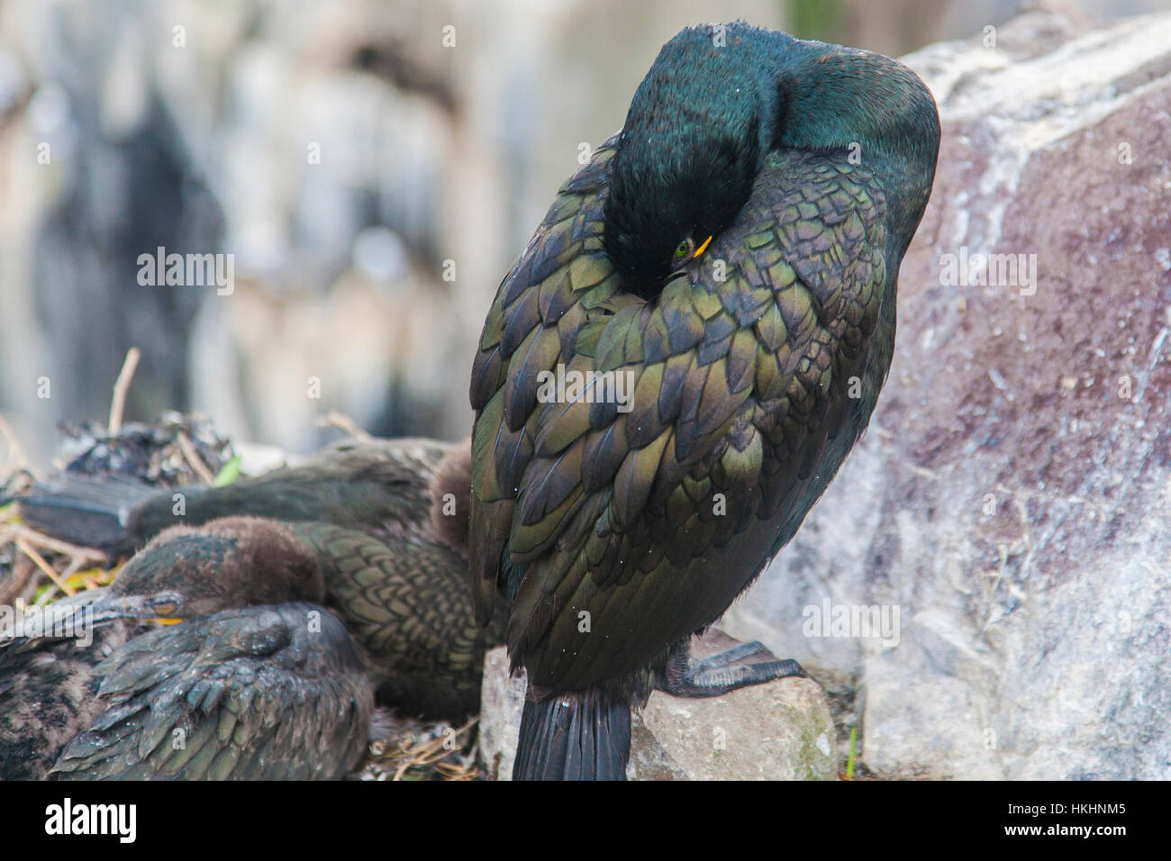 Mature shag hi-res stock photography and images - Alamy