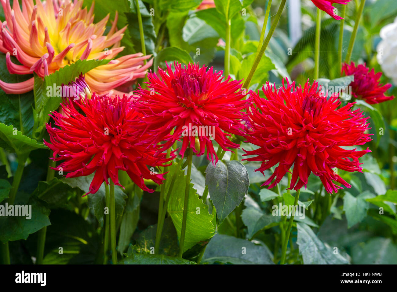 Dahlia apache hi-res stock photography and images - Alamy