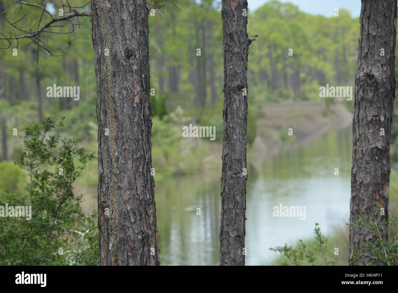 View of River through the trees in the forest Stock Photo - Alamy