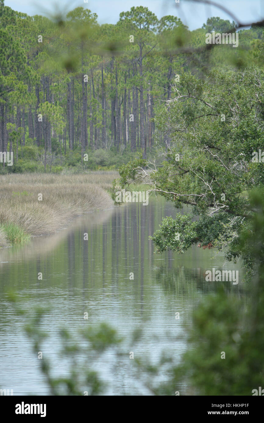 View of River through the trees in the forest Stock Photo - Alamy