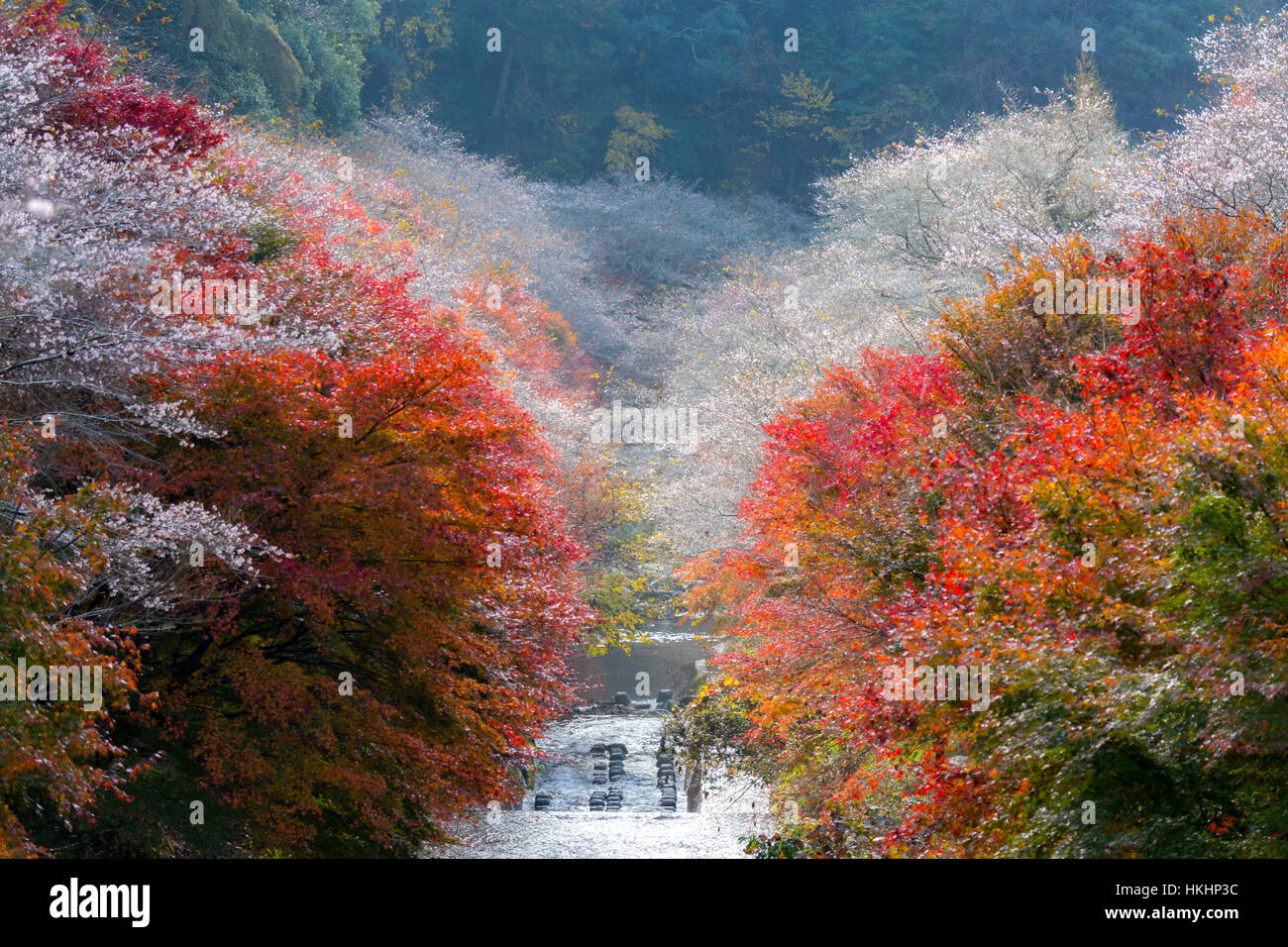 Nagoya, Obara. Autumn Landscape with sakura blossom. Shikizakura kind ...