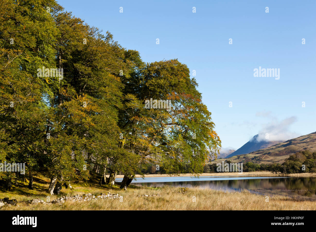 Trees overhanging Loch Awe, Dalmally, Scotland, UK Stock Photo - Alamy