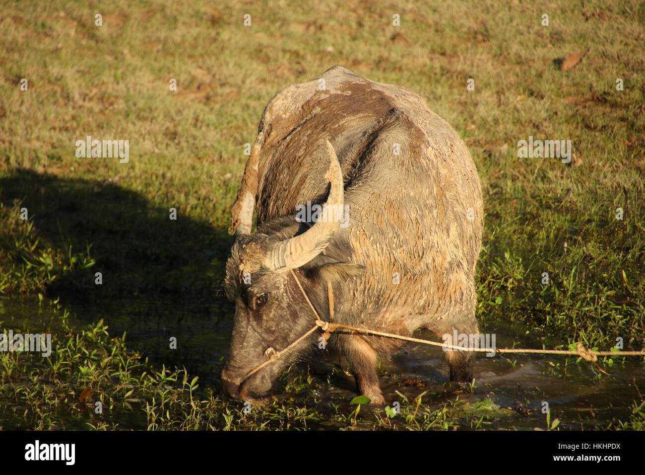 Buffalo agriculture hi-res stock photography and images - Alamy