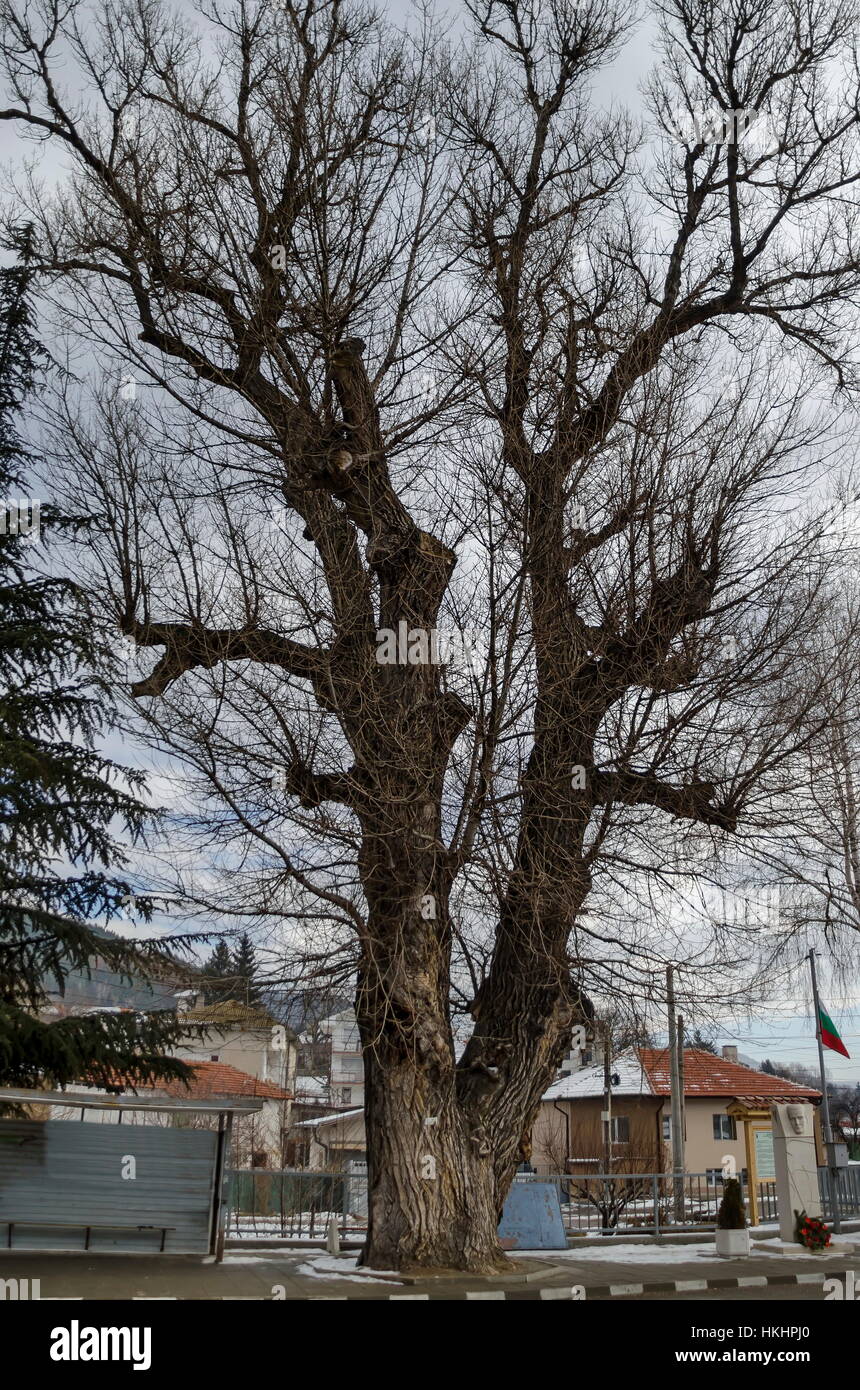 Populus tree hi-res stock photography and images - Alamy