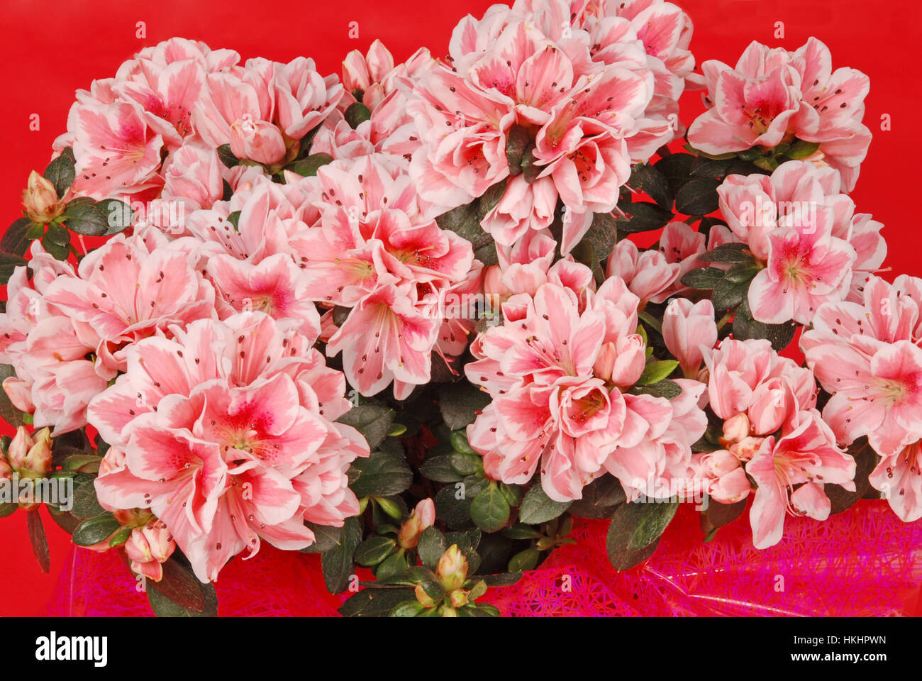 Flower background. A considerable quantity of pink colours Stock Photo ...