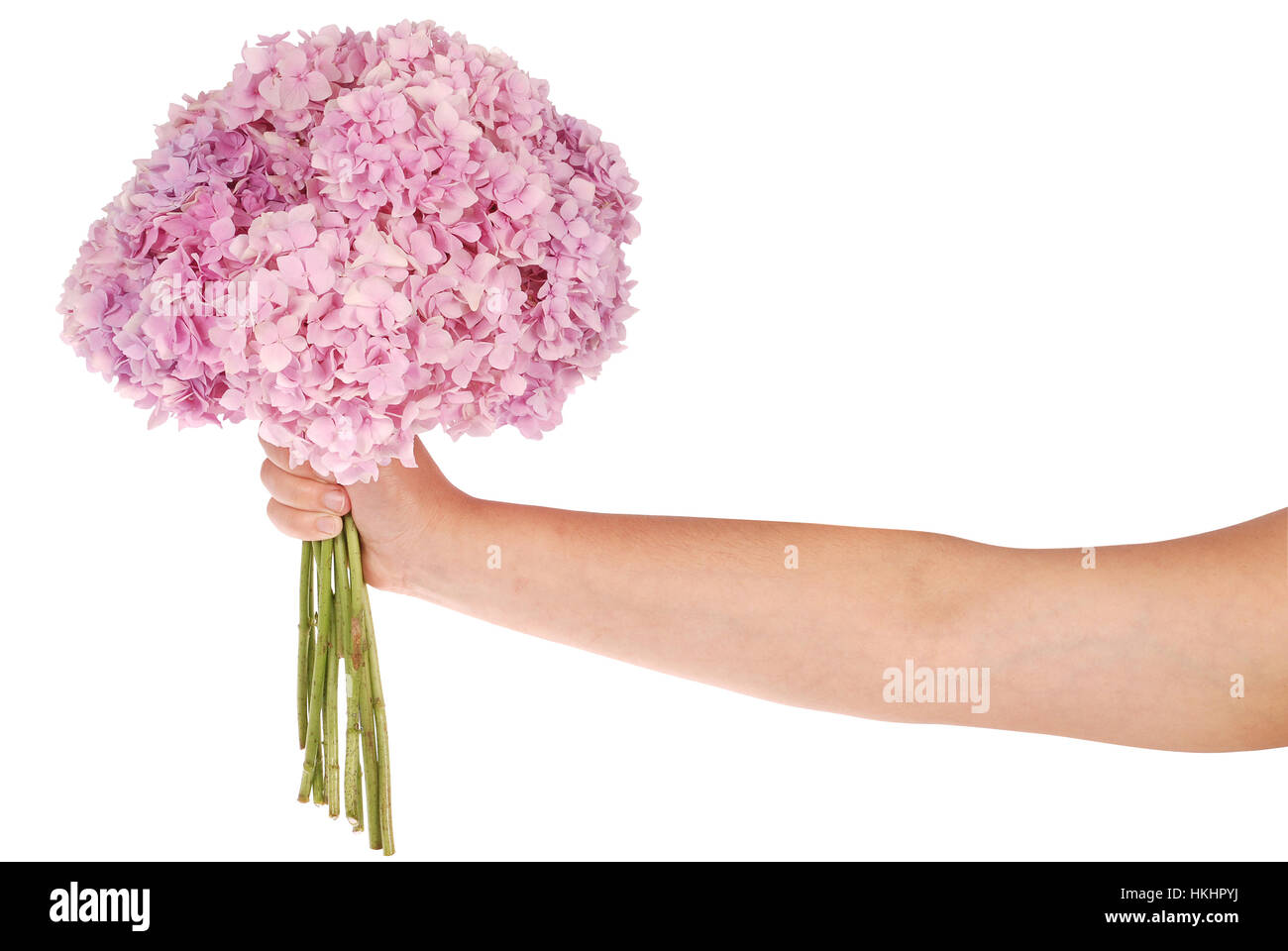 Pink flower hydrangea in hands on white background. Clipping path ...