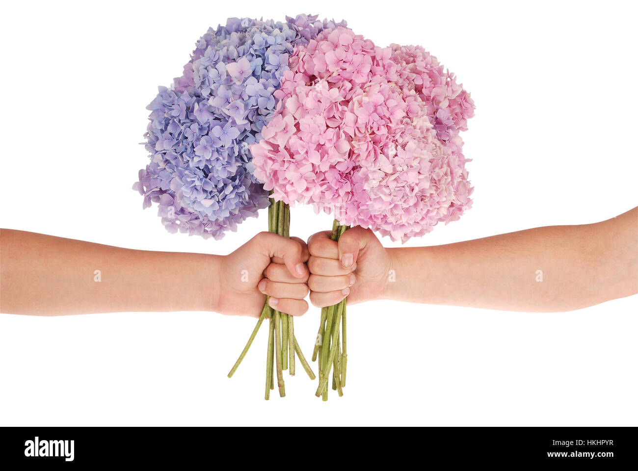 Pink and blue flower hydrangea in hands on white background. Clipping ...