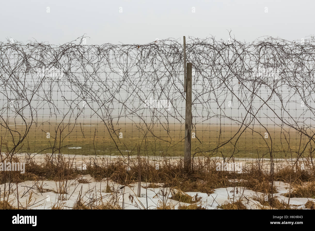Winding vine hi-res stock photography and images - Alamy
