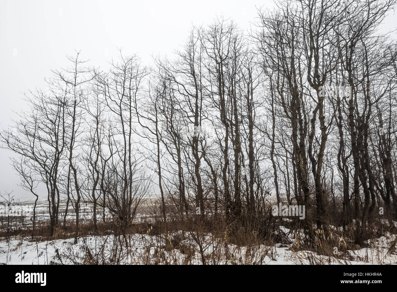 Sassafras, Sassafras albidum, and other trees during a January thaw on ...