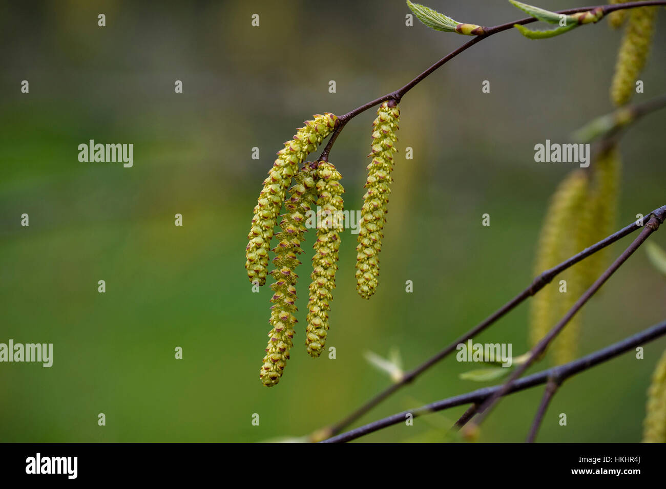 Birch with catkins hi-res stock photography and images - Alamy
