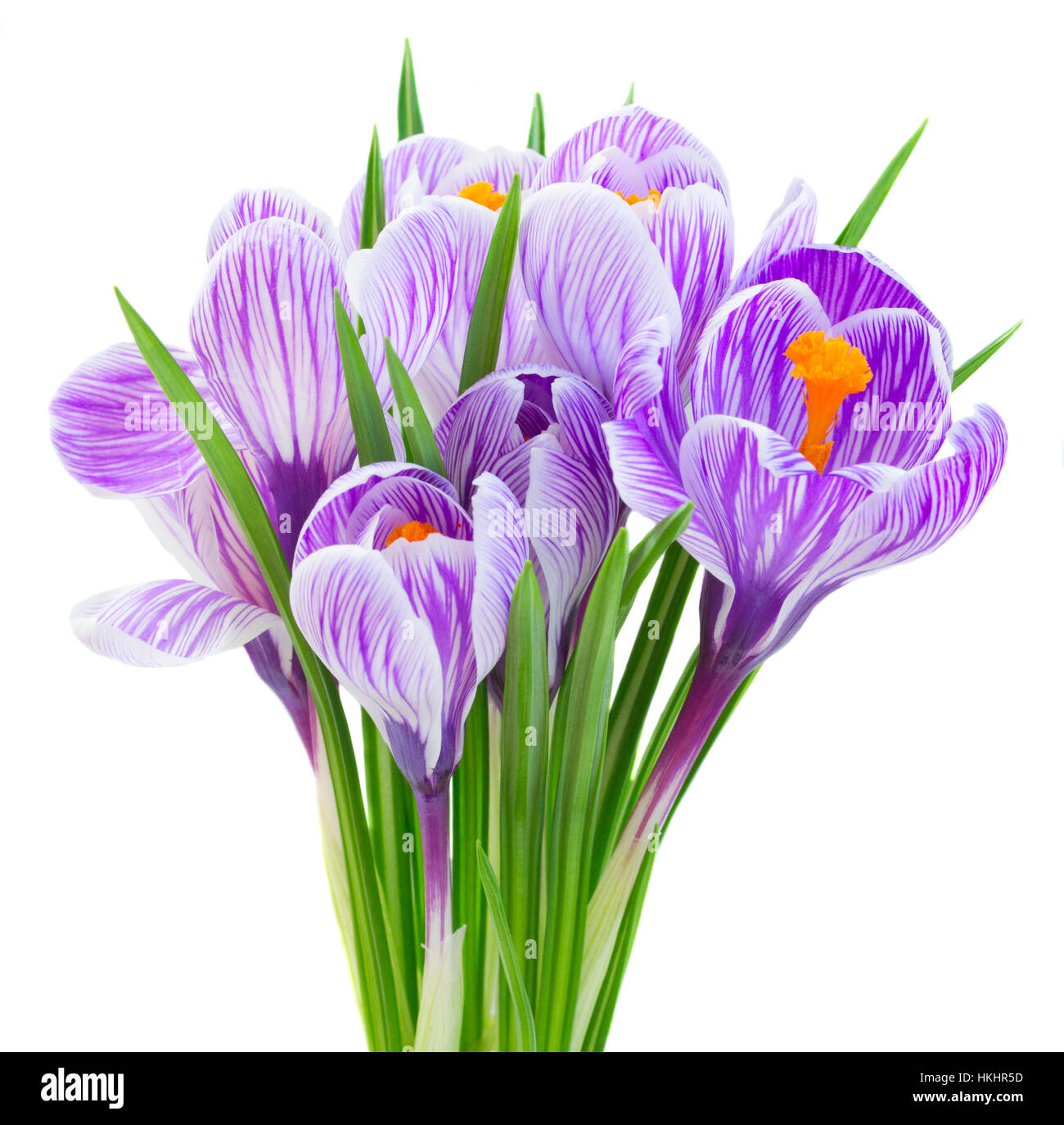 Violet crocus flowers Stock Photo - Alamy