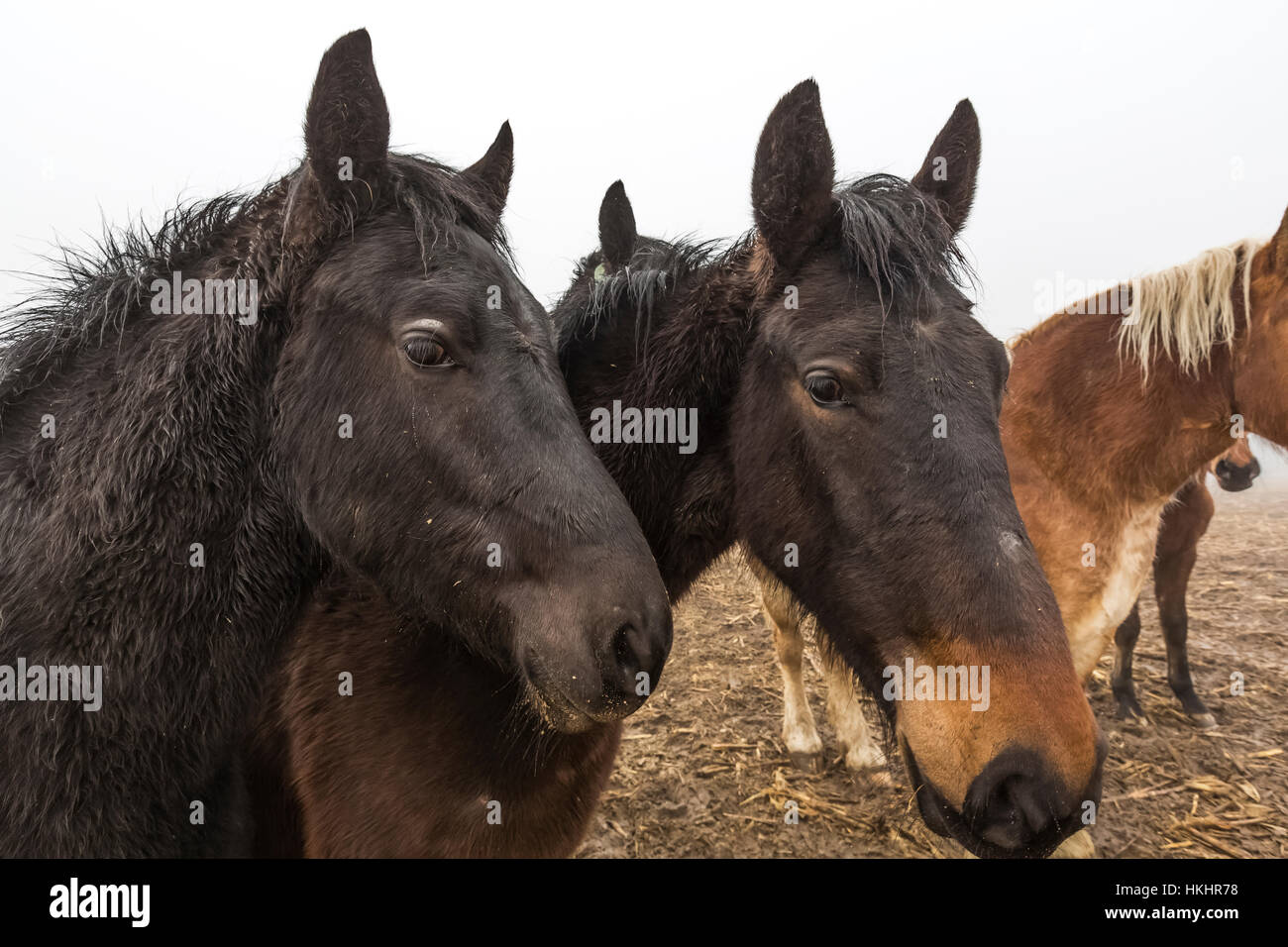 Amish work horses socializing on a day off from work in a central ...