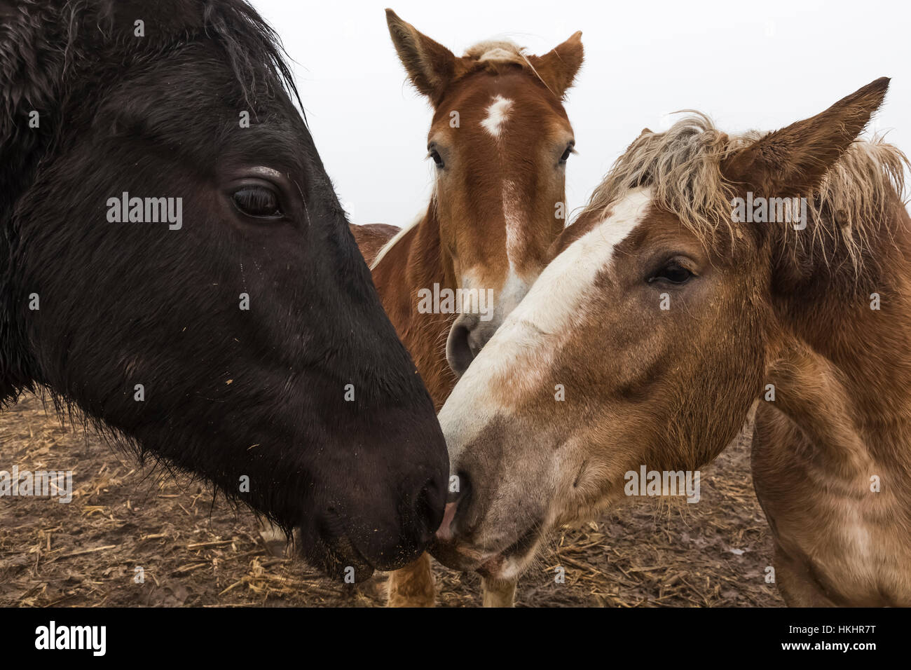 Historic socializing hi-res stock photography and images - Alamy
