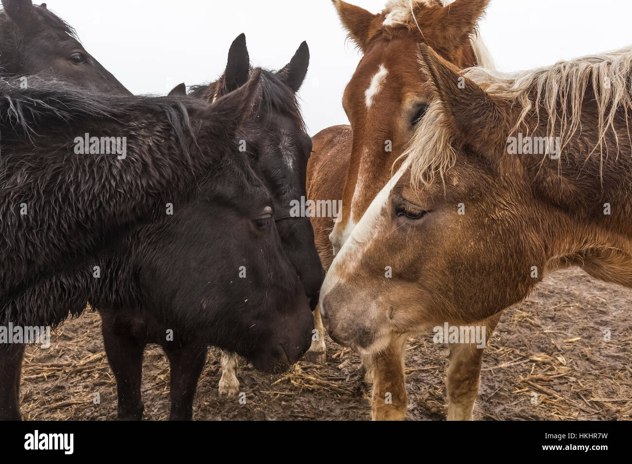 Amish work horses socializing on a day off from work in a central ...