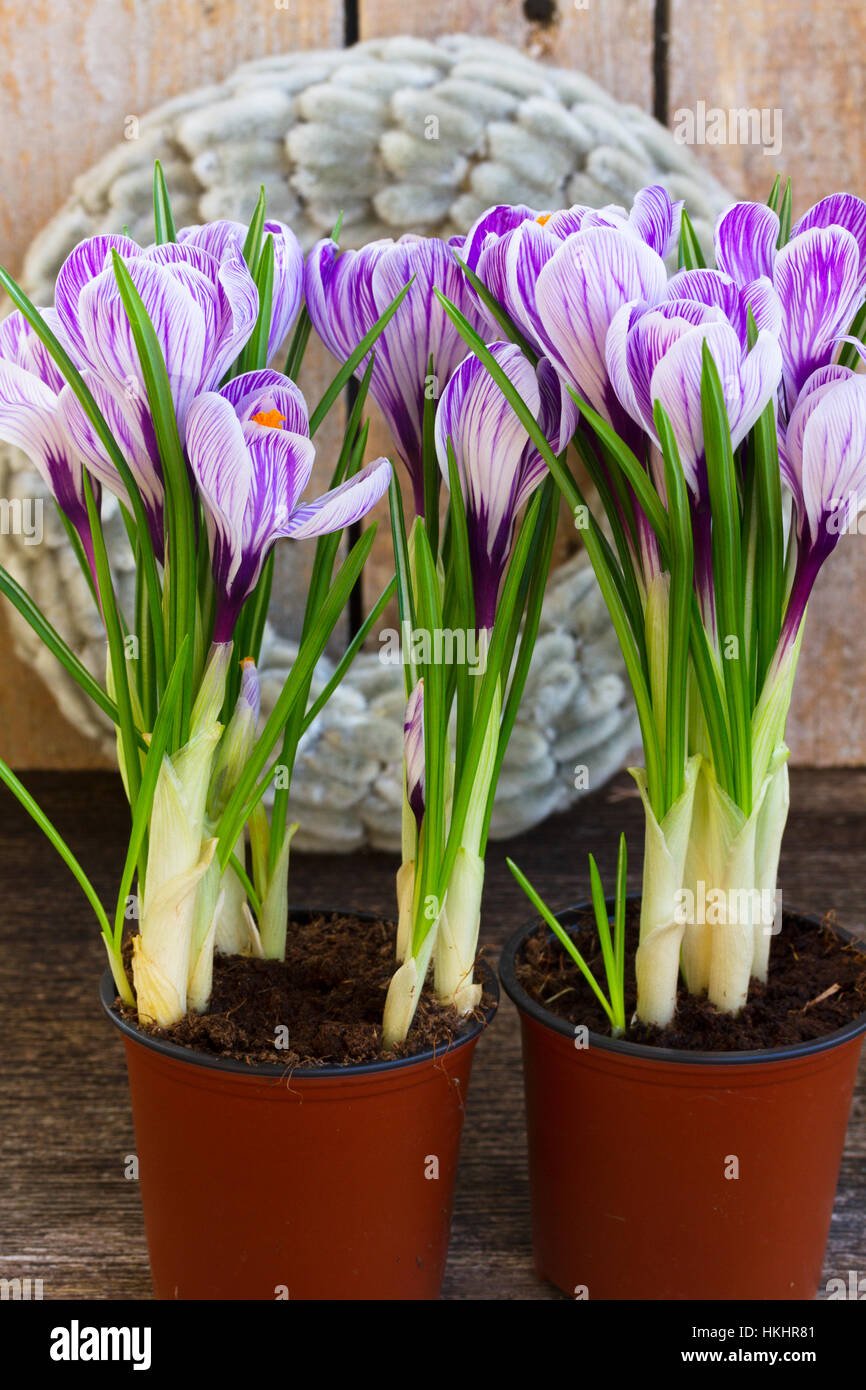 Violet crocus flowers Stock Photo - Alamy
