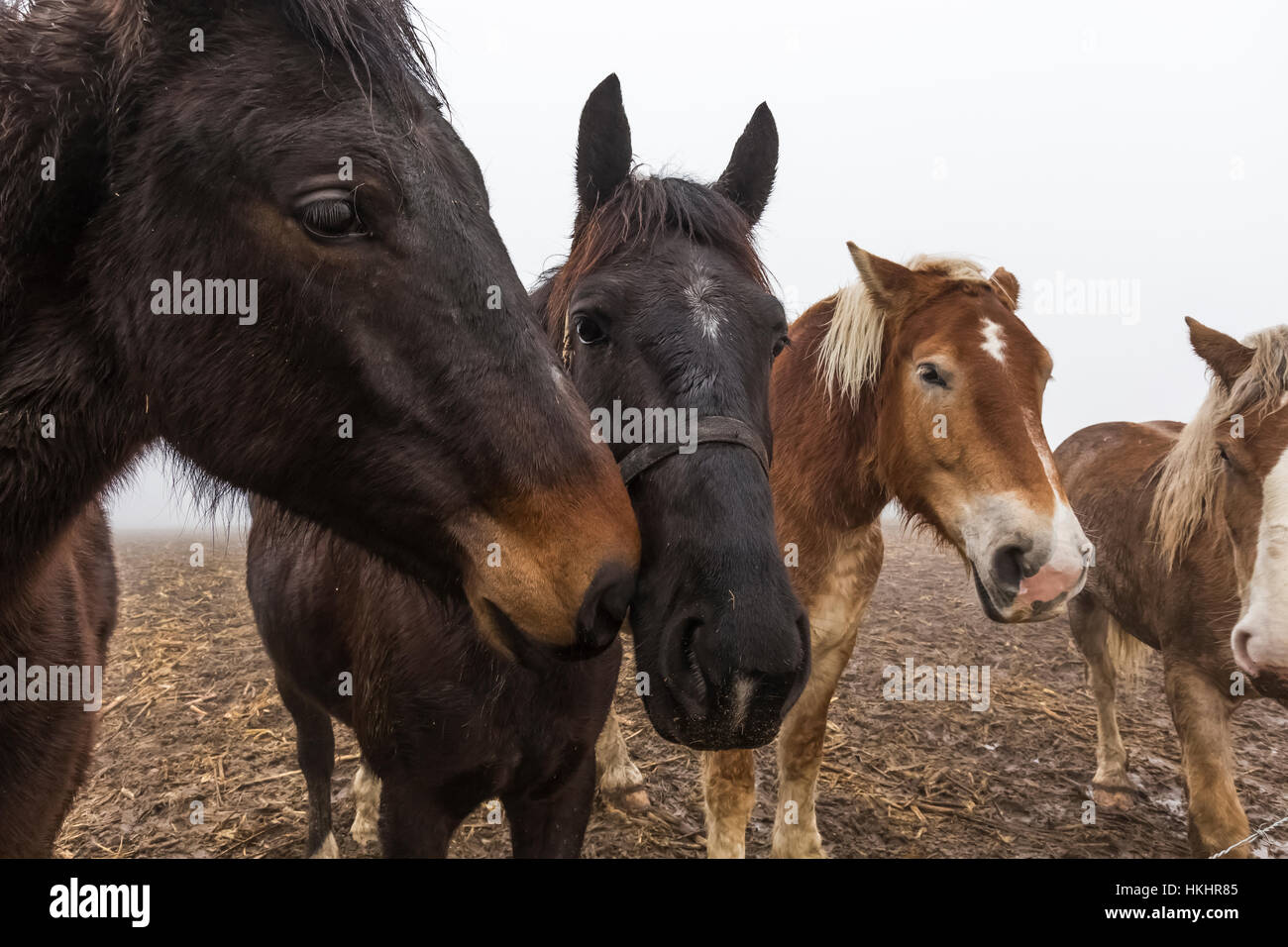 Amish work horses socializing on a day off from work in a central ...