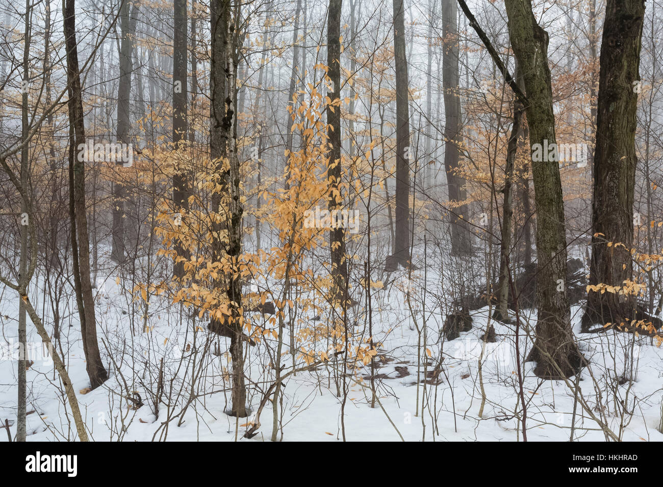 Forest with young American Beech, Fagus grandifolia, trees, with leaves ...