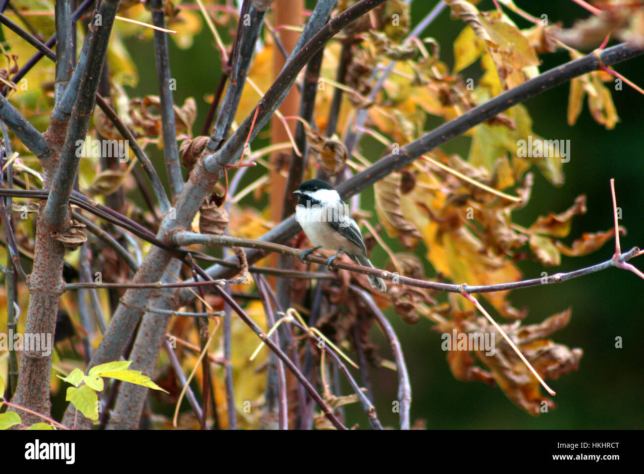Chickadee in autumn hi-res stock photography and images - Alamy