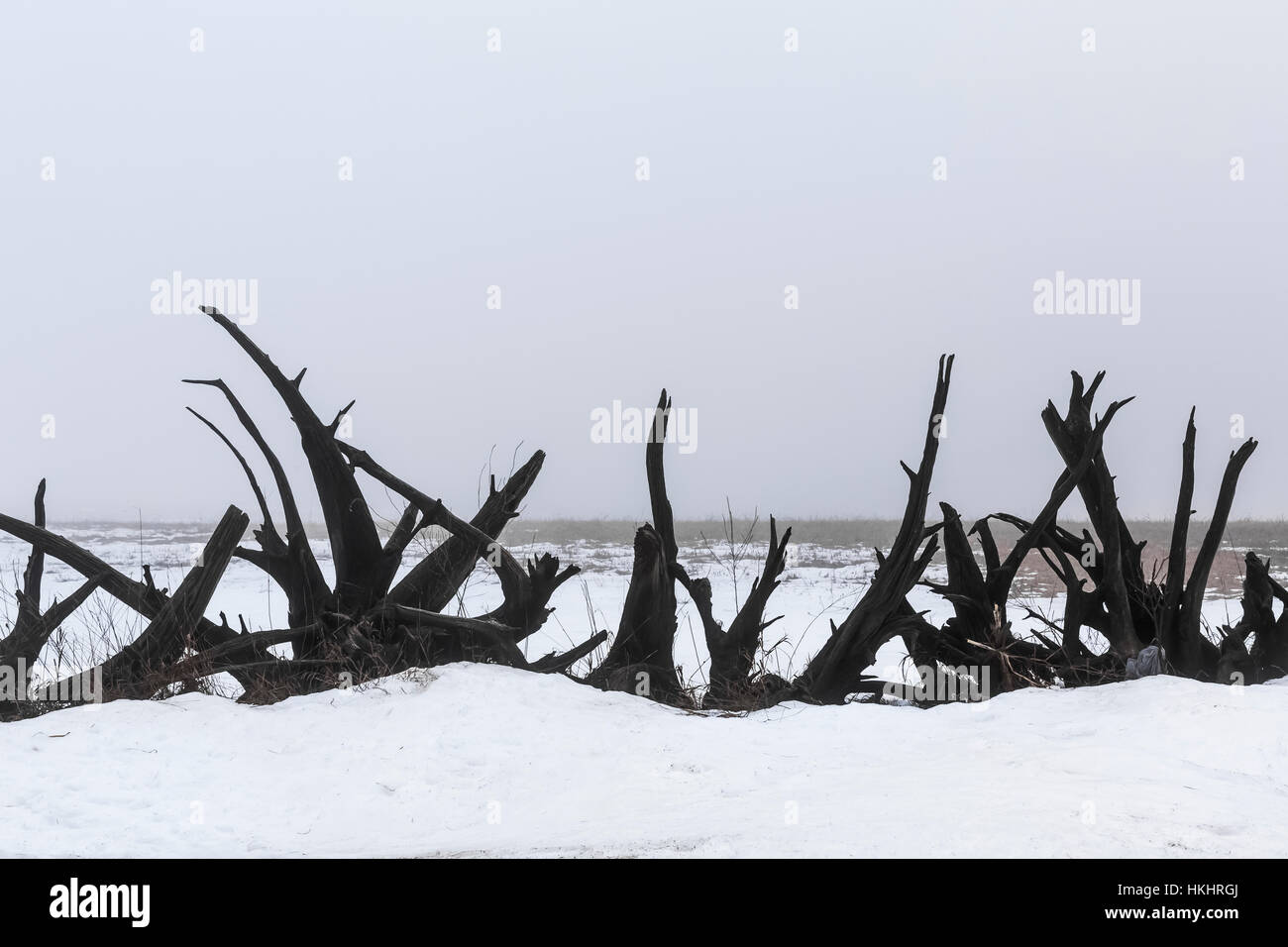 Old fence bordering a farm field made of Eastern White Pine, Pinus ...