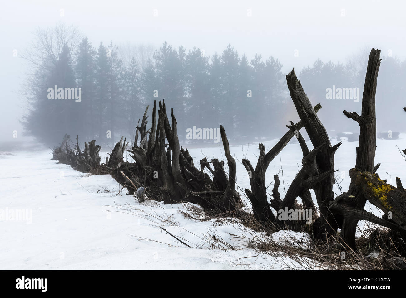 Old fence bordering a farm field made of Eastern White Pine, Pinus ...