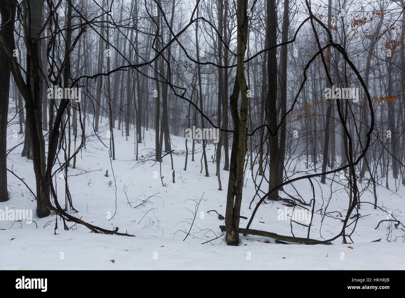 Trees and grape vines in a heavy advection fog in the Canadian Lakes ...