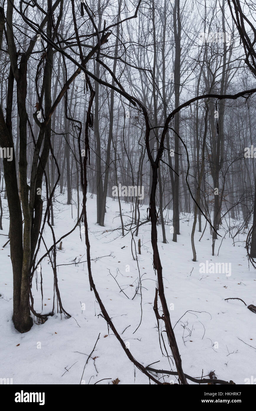 Trees and grape vines in a heavy advection fog in the Canadian Lakes ...