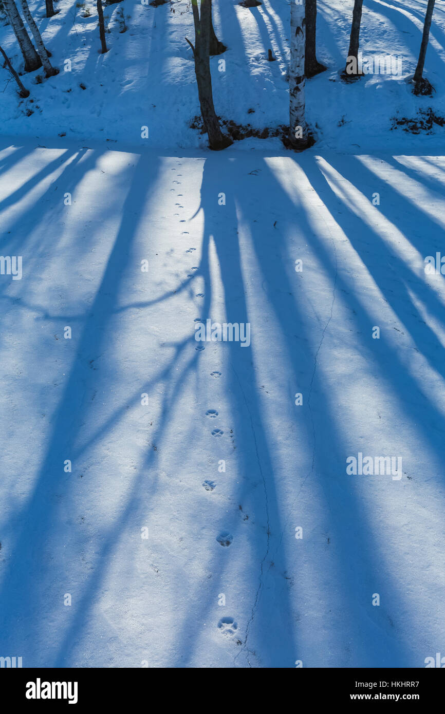 Blue tree shadows on a clear, sunny day on the surface of Lake of the ...