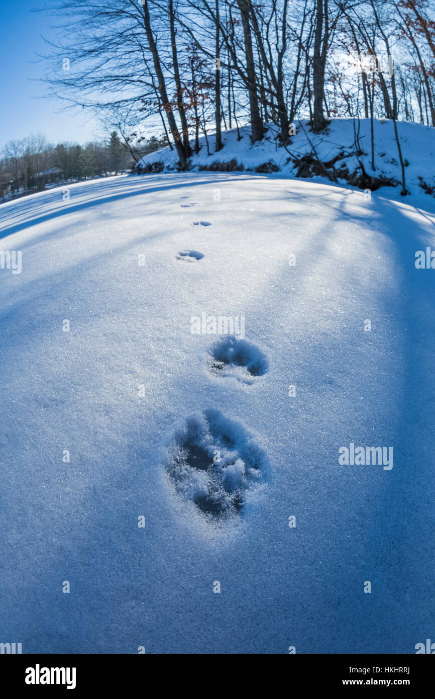 Red fox tracks hi-res stock photography and images - Alamy