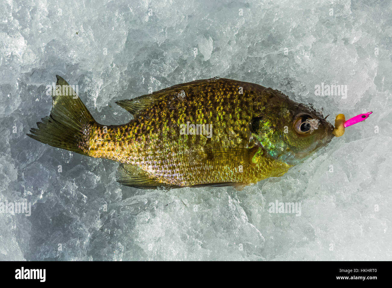 Bluegill, Lepomis macrochirus, aka sunfish and Bream, caught, then ...