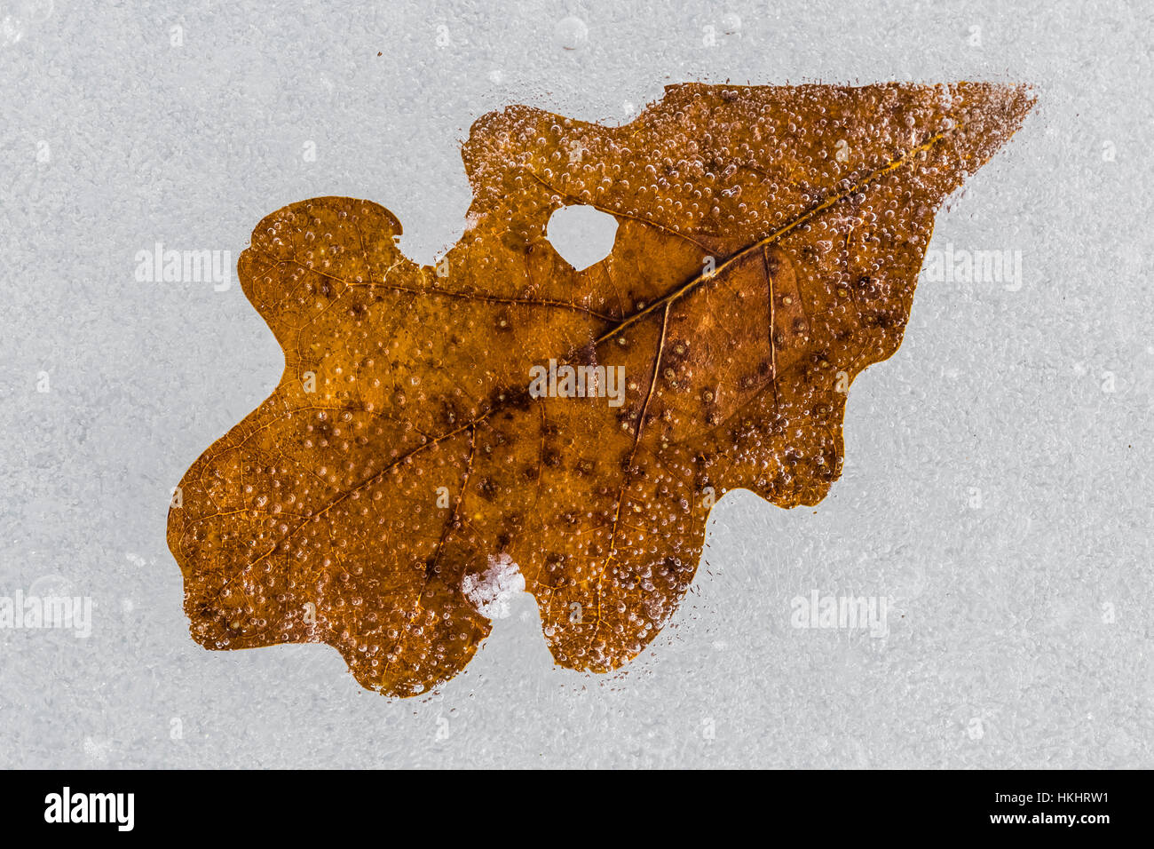 Fallen White Oak, Quercus alba, leaf embedded in the ice on Lake of the ...