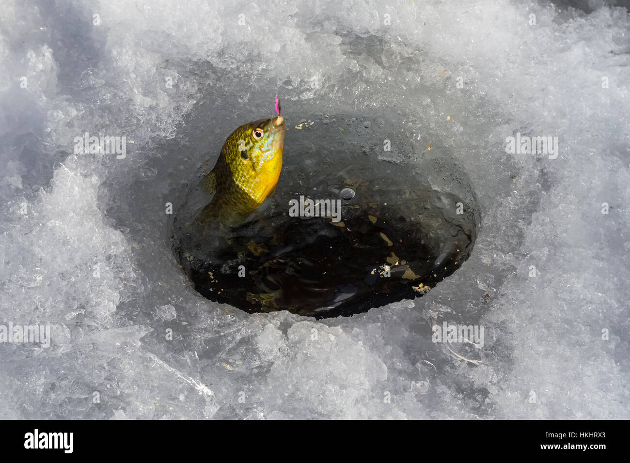 Bluegill, Lepomis macrochirus, aka sunfish and Bream, caught while ice ...