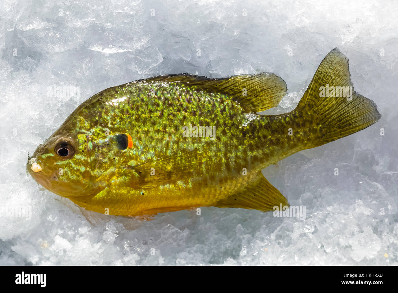 Pumpkinseed, Lepomis gibbosus, sunfish caught while ice fishing at Lake ...