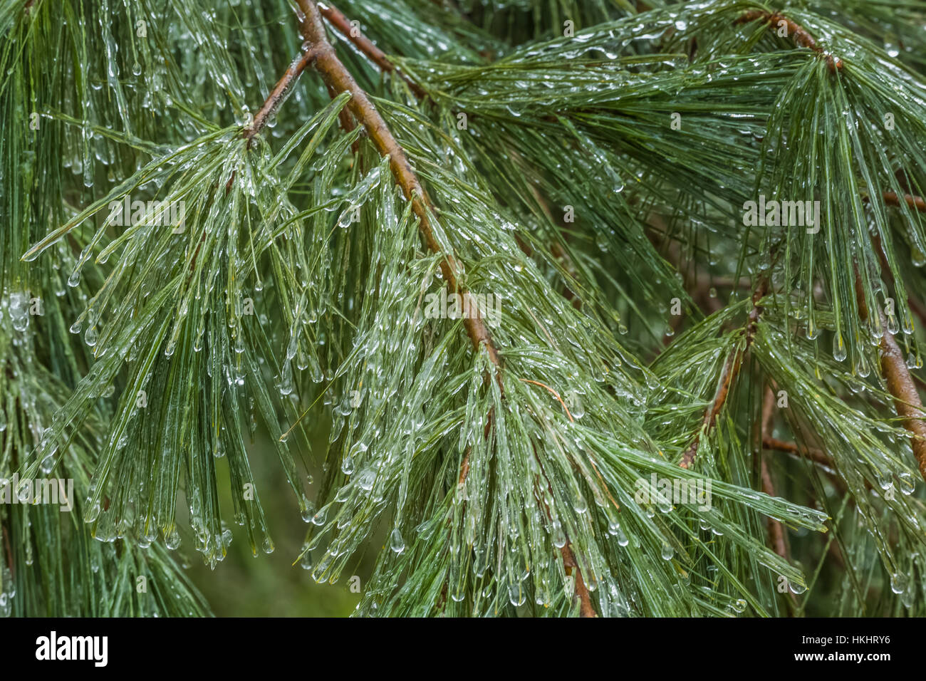 Freezing rain accumulating on needles of Eastern White Pine, Pinus ...