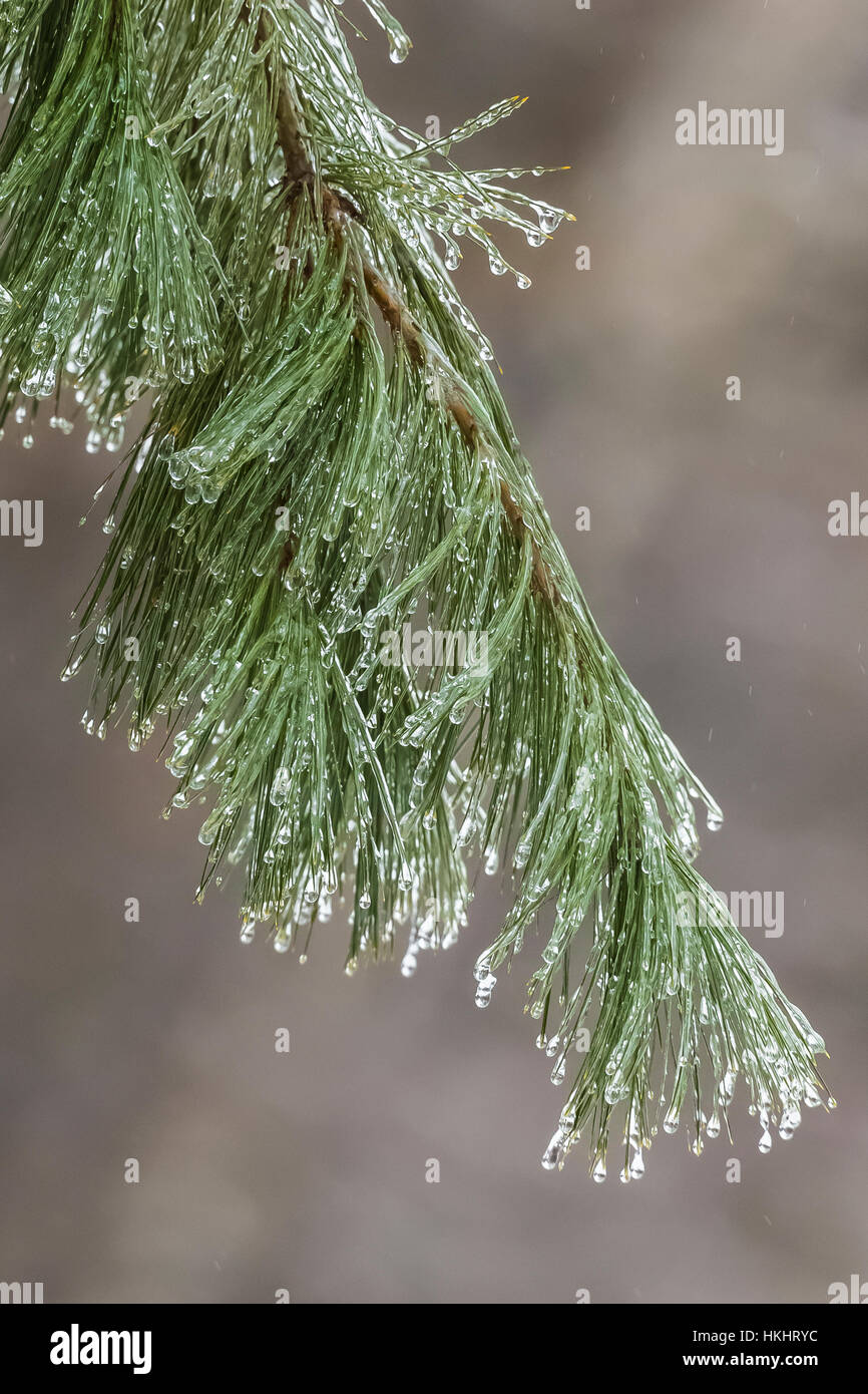 Freezing rain accumulating on needles of Eastern White Pine, Pinus ...