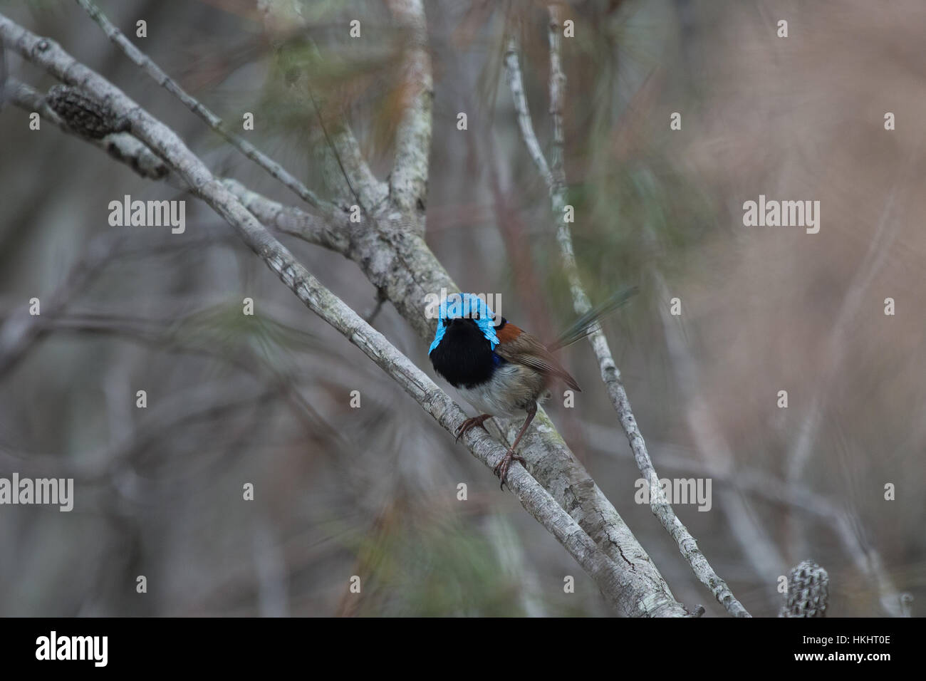 Fairy wren in a tree in Manly, Australia Stock Photo - Alamy