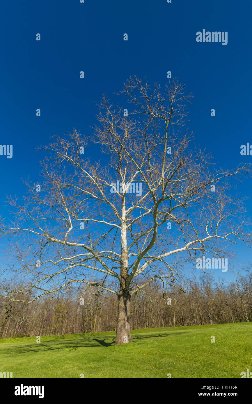 Historical sycamore tree hi-res stock photography and images - Alamy