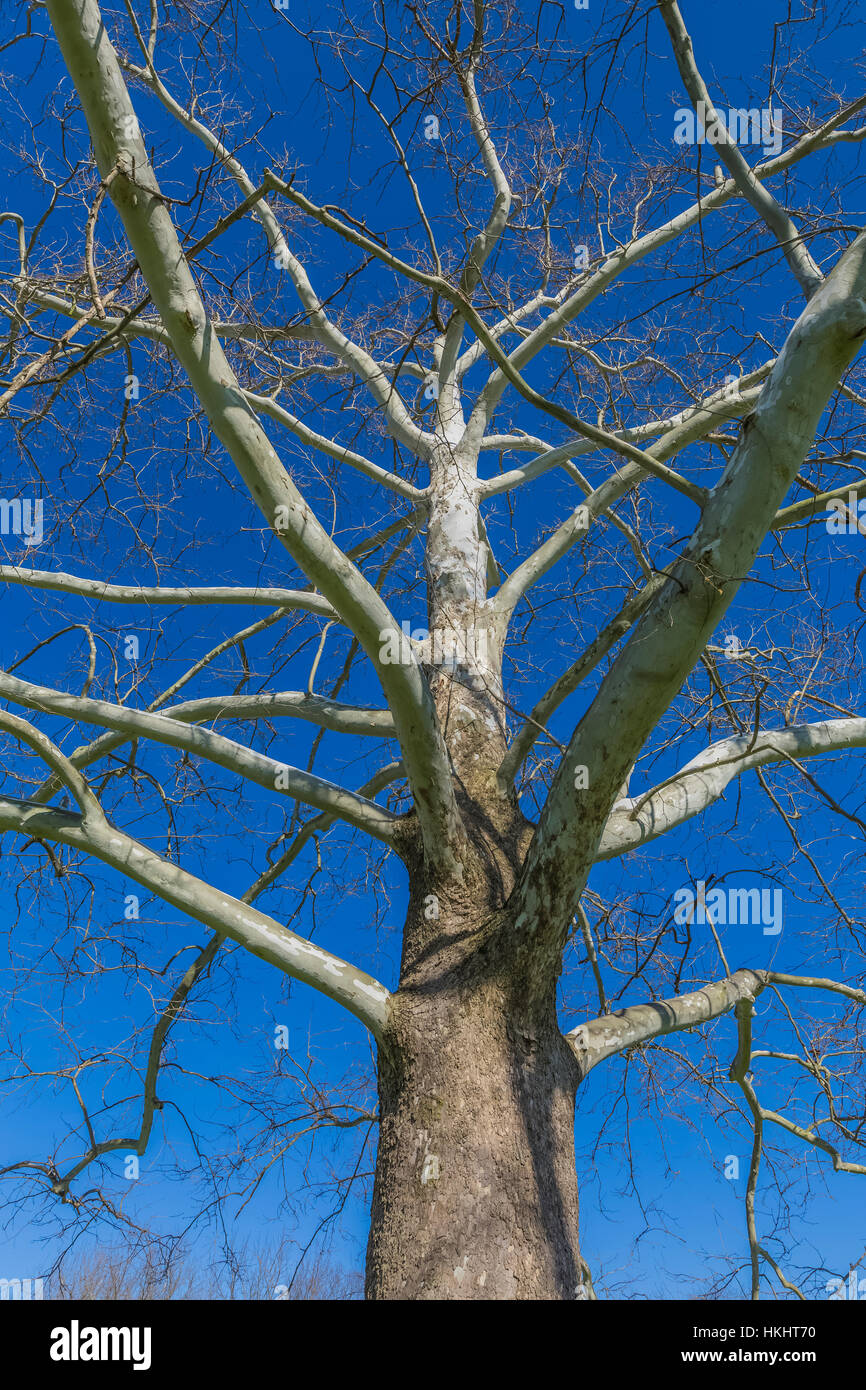 American sycamore hi-res stock photography and images - Alamy